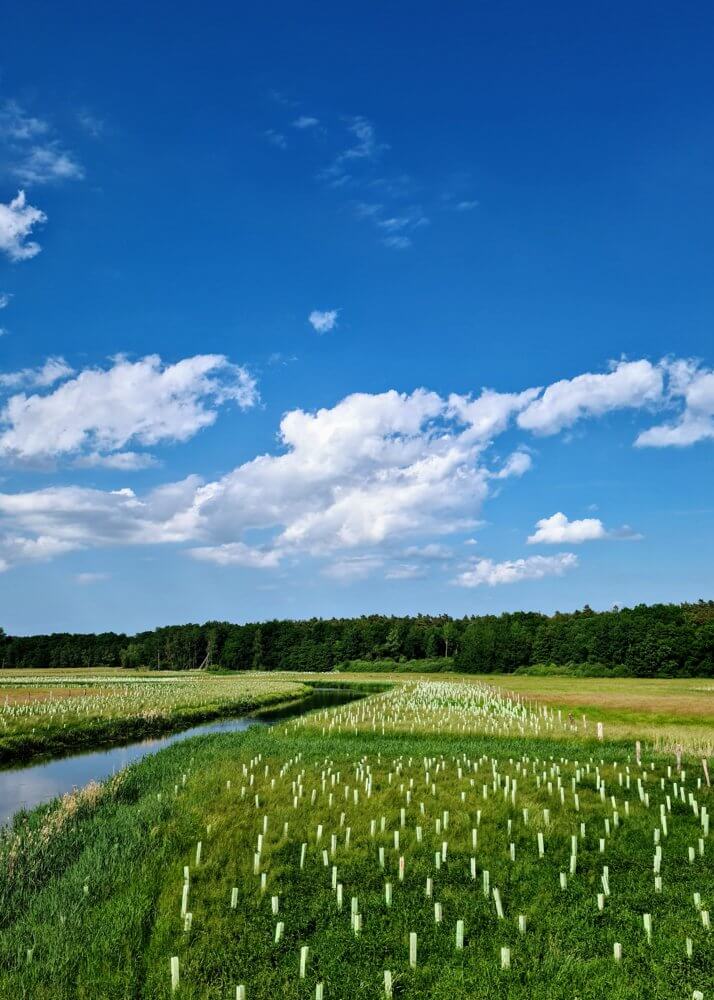 Landesforst MV - Wald-MV